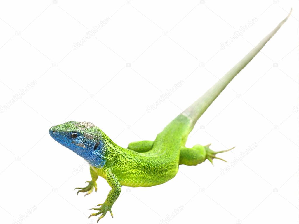 Green lizard isolated on white background — Stock Photo © dusan964 #5407690