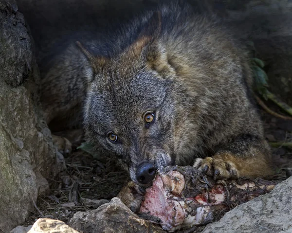 Imágenes de Lobo comiendo, fotos de Lobo comiendo sin royalties ...