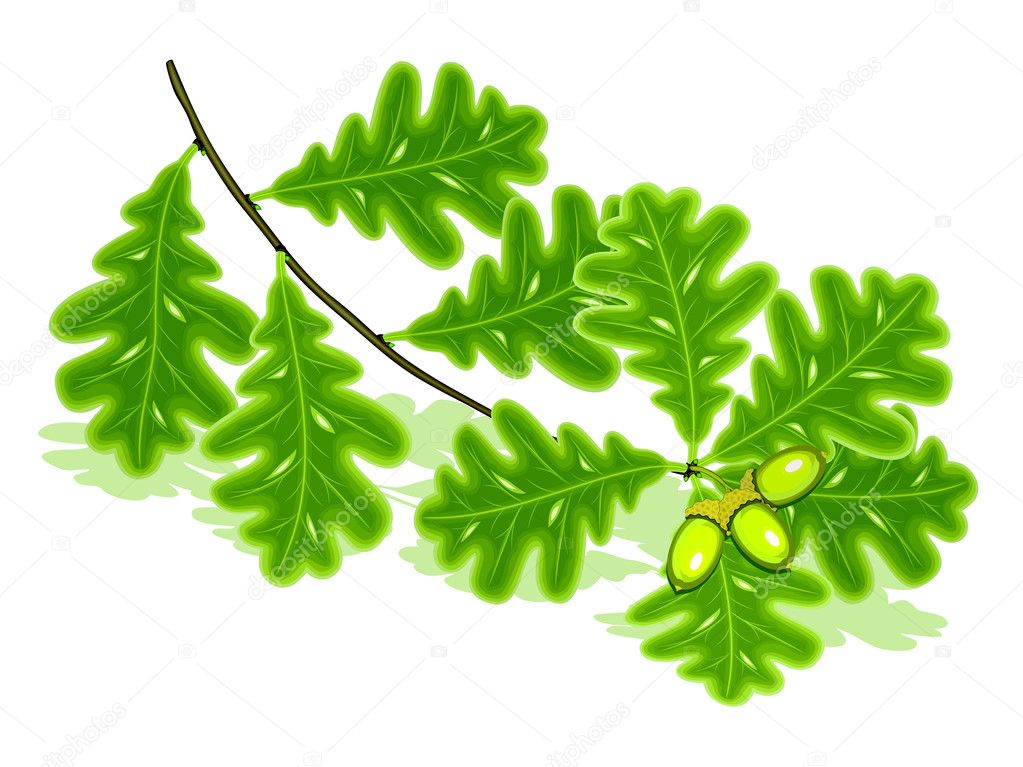 rama de encina — Archivo Imágenes Vectoriales © Selfhome #5481299