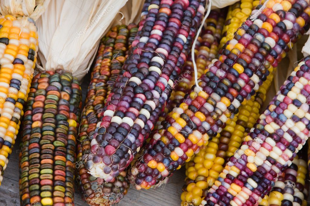 Indian Corn — Stock Photo © Coffee999 #5443320