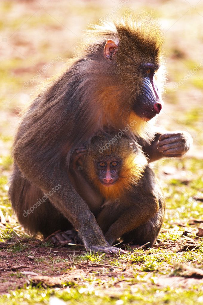 Baby Mandrill Baboon