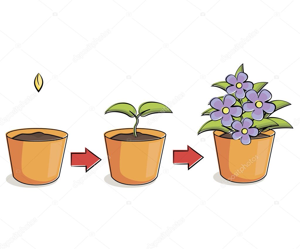 Growing flower ⬇ Vector Image by © Volchonok | Vector Stock 5829158