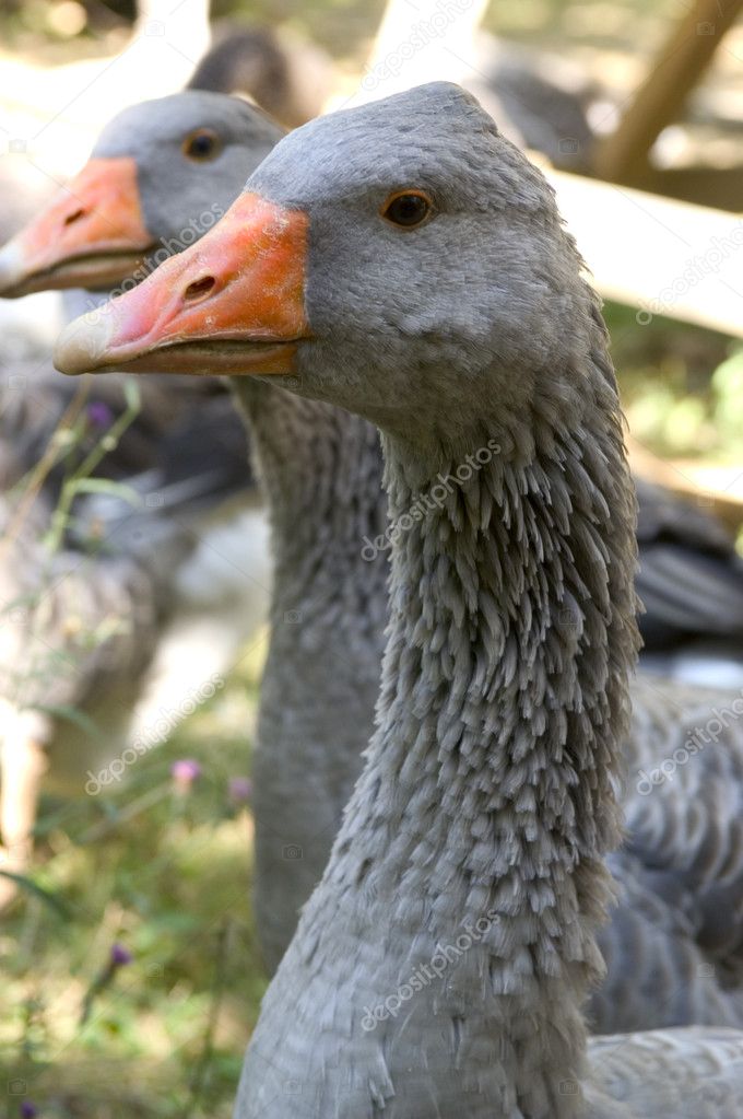 Goose breeding — Stock Photo © Gilles_Paire #5591604