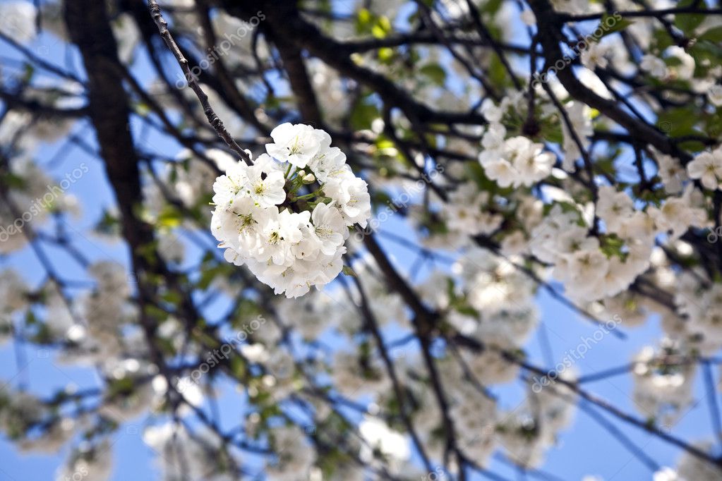 Close-up branch of bloom in spring Stock Photo by ©Hackman 5522089