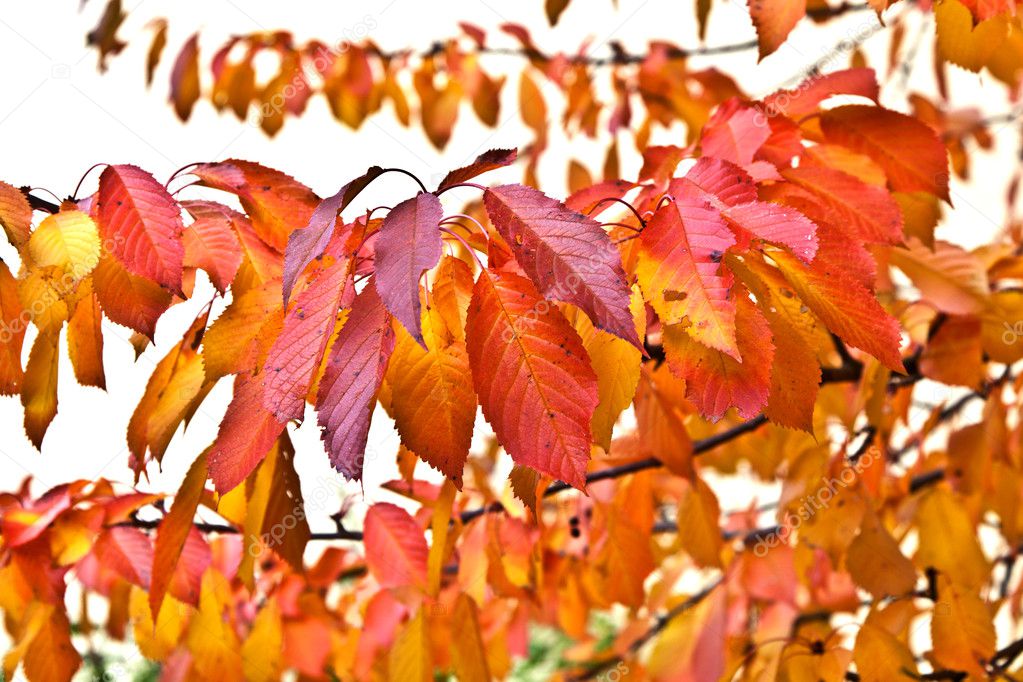 Beautiful leaves on the tree — Stock Photo © Hackman #5668460