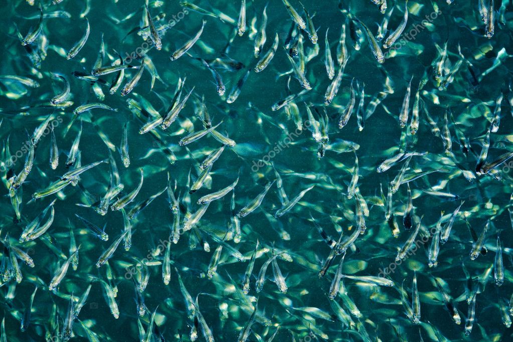 Kleine Fische in einem Schwarm im Meer von thailand — Stockfoto ...