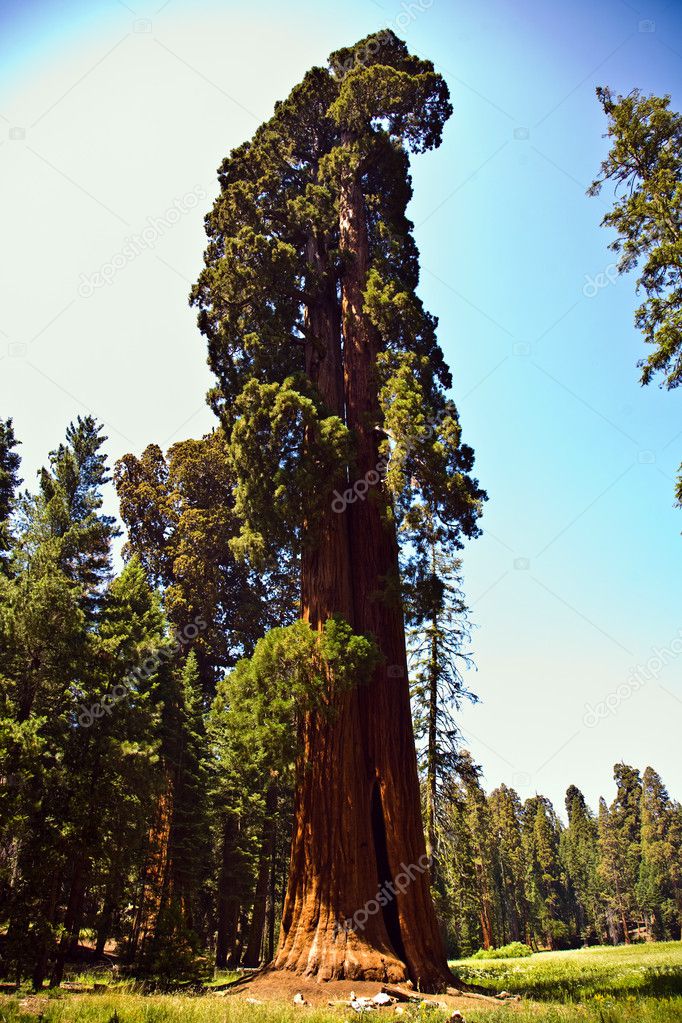 Famous big sequoia trees are standing in Sequoia National Park — Stock ...