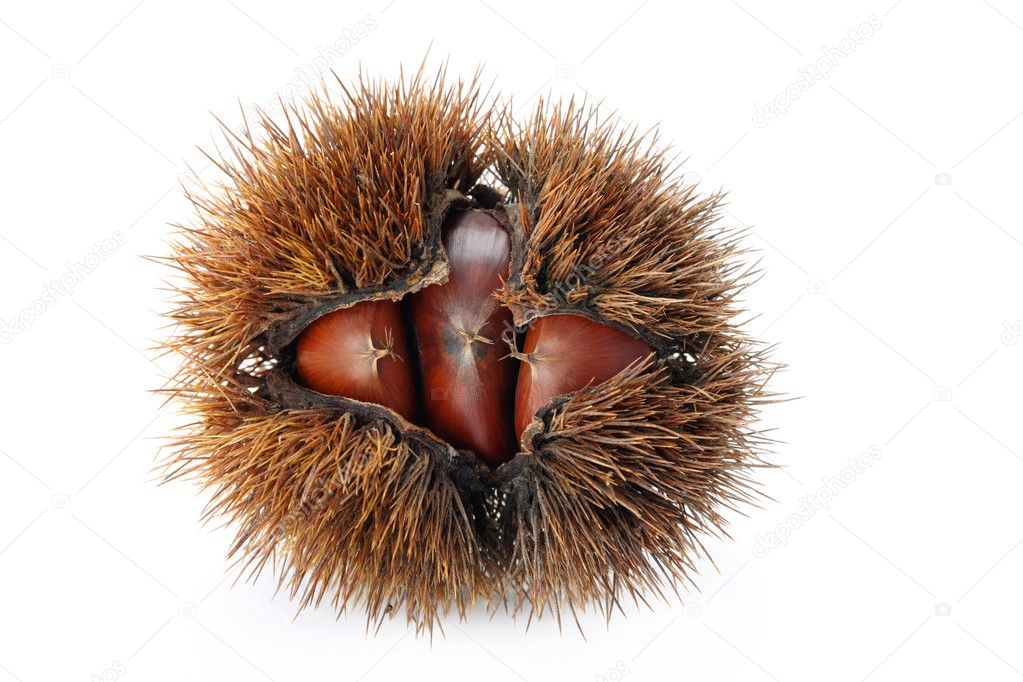 Chestnut bur — Stock Photo © akiyoko74 #5519533