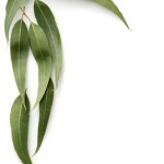 Gum Leaves — Stock Photo © robynmac #5526912