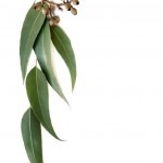 Gum Leaves Stock Photo by ©robynmac 5526912