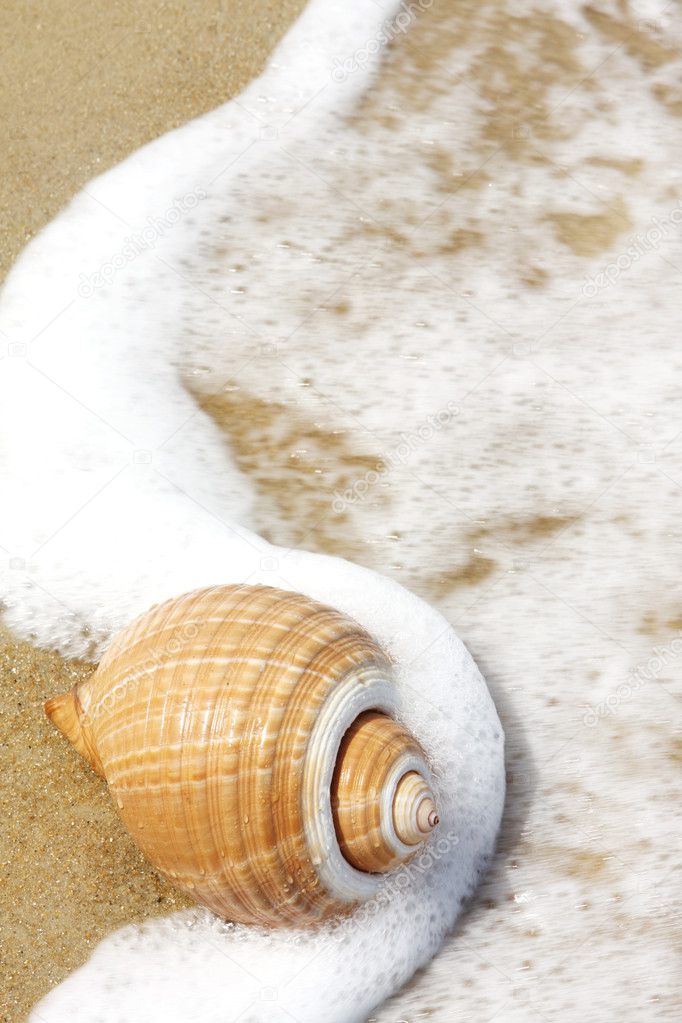 Seashell — Stock Photo © robynmac #5526175 Seashell — Stock Photo © robynmac #5526175