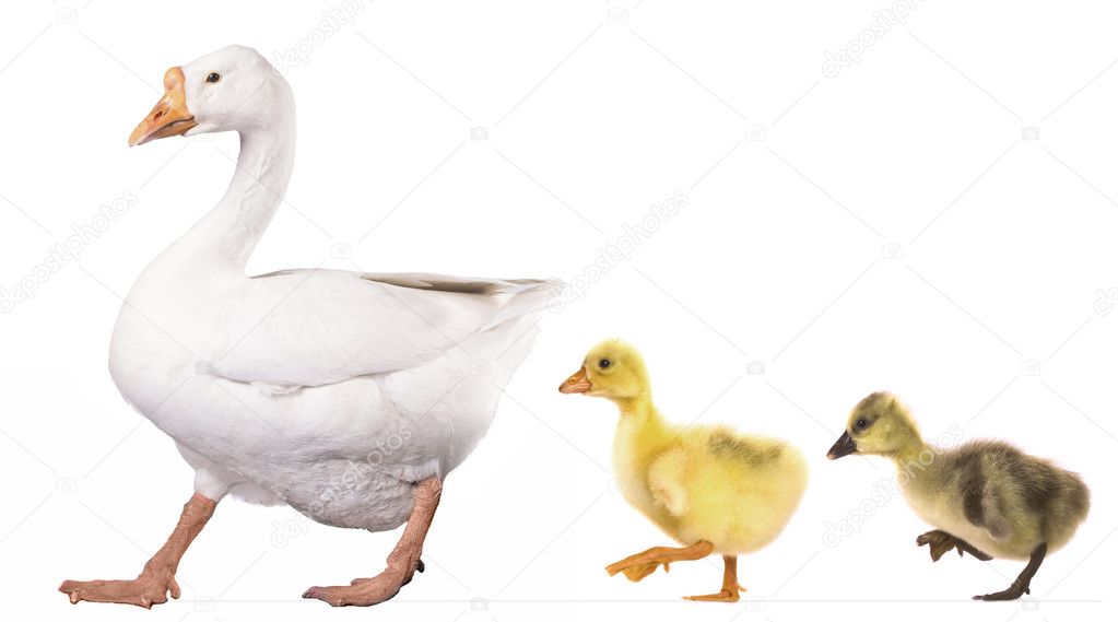 Animals Stock Photo by ©chepko 5645143