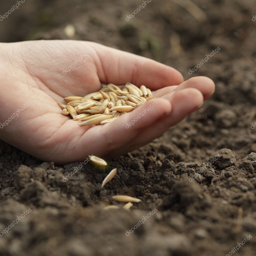 Sowing seed Stock Photo by ©chepko 5646289