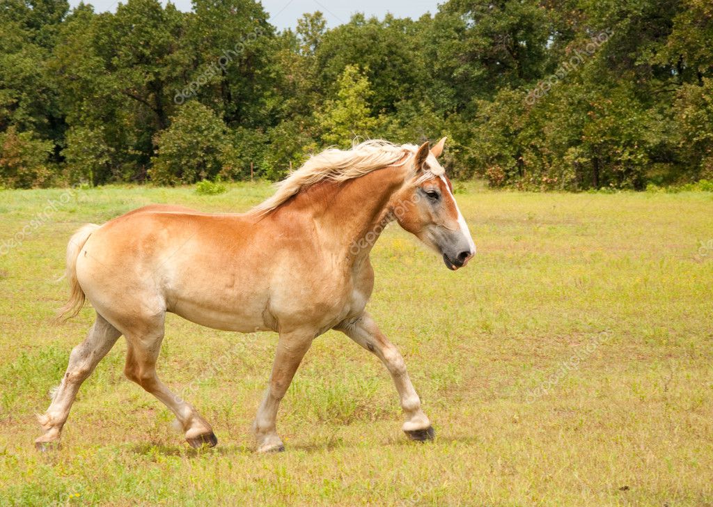Beautiful Belgian Draft horse in an uphill trot across the pasture ...