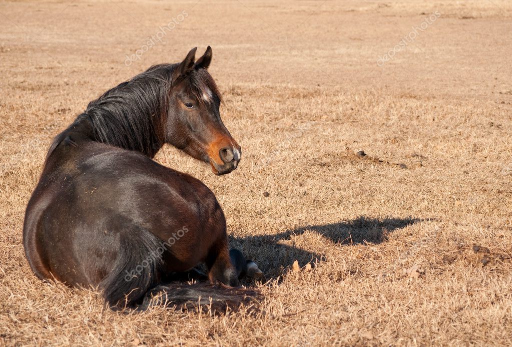 Dark bay Arabian horse resting in dry grass, lying down — Stock Photo ...