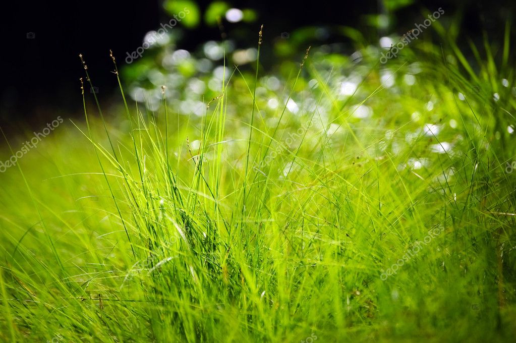 Green grass macro — Stock Photo © oracul #6186743