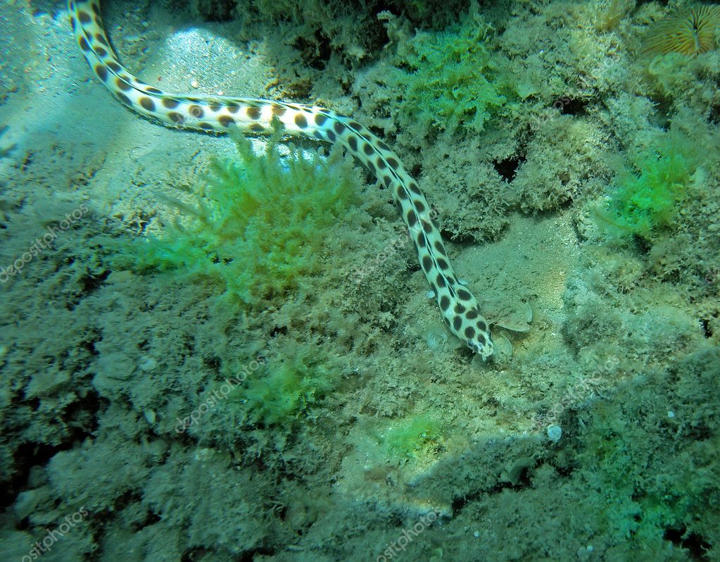 Spotted snake eel at the Red Sea coral reef — Stock Photo © Mikhailt ...