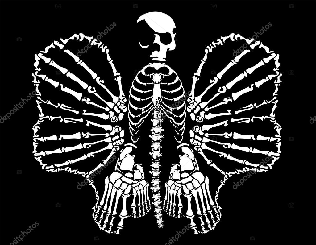Bone butterfly Stock Vector Image by ©November17 #5798518