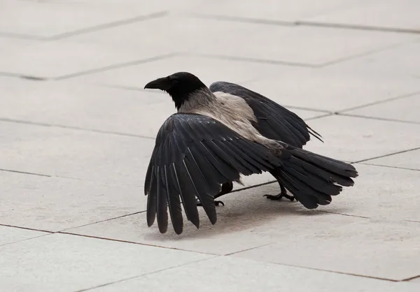 Crow profile Stock Photos, Royalty Free Crow profile Images | Depositphotos