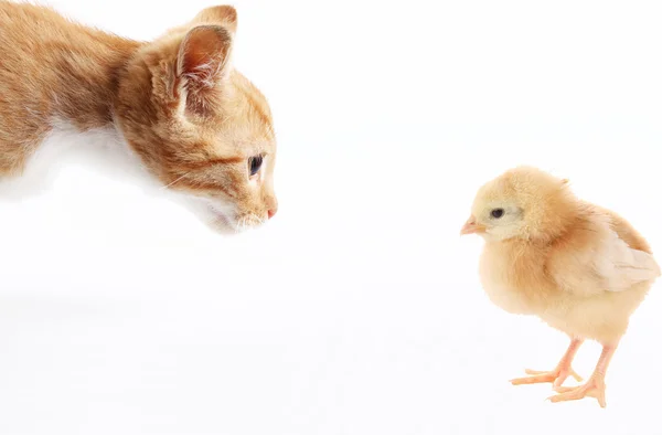 Lazy cat and two lovebirds Stock Photo by ©muha04 11782718