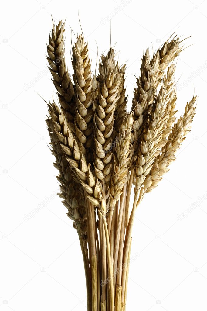Wheat bunch — Stock Photo © milosluz #5752990