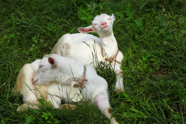Baby goat yoga Stock Photos, Royalty Free Baby goat yoga Images ...