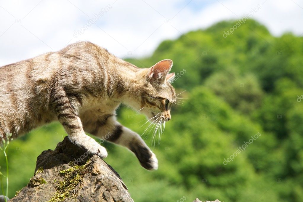 Cat hunting — Stock Photo © quintanilla #6664266
