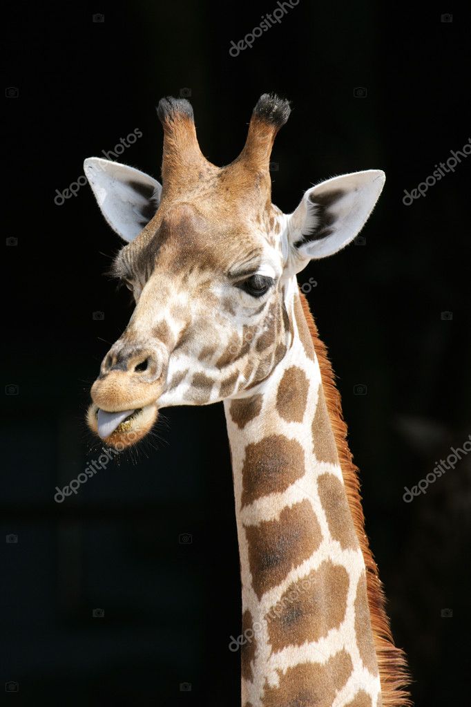Giraffe Stock Photo by ©SCOOPERDIGITAL 5842843