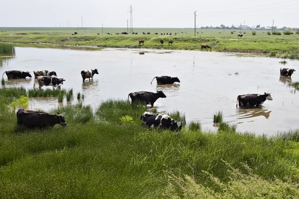 Flooded pastureland Stock Photos, Royalty Free Flooded pastureland ...