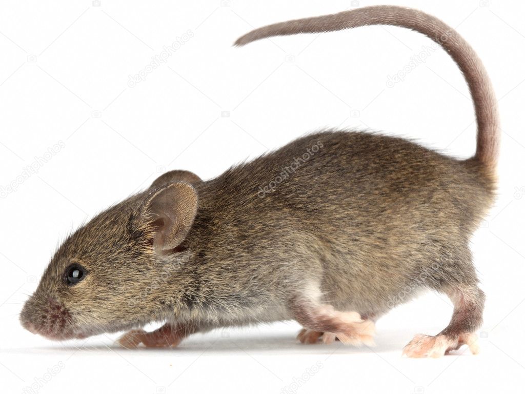 Mouse picture — Stock Photo © erllre #5961884