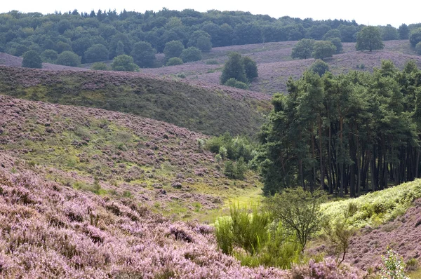 Heather landscape Stock Photos, Royalty Free Heather landscape Images ...