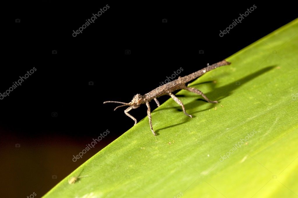 Thorn pinnen insekt — Stockfotografi © photoncatcher63 #6465502