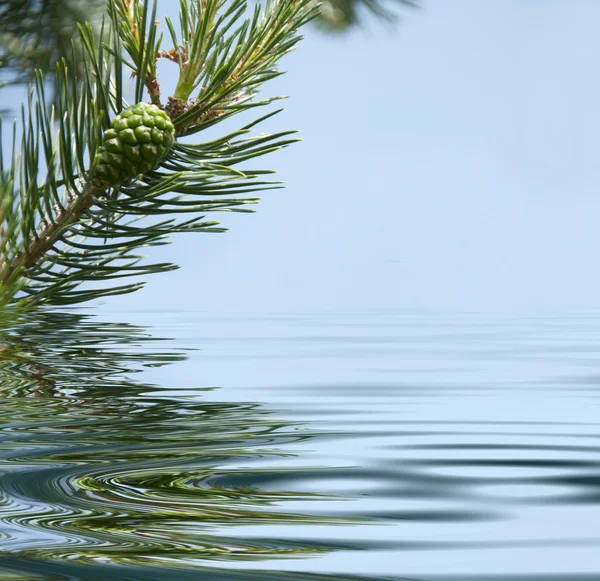 Pines and water Stock Photos, Royalty Free Pines and water Images ...