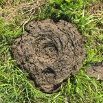 Cow shit — Stock Photo © themanwhophoto #13676228