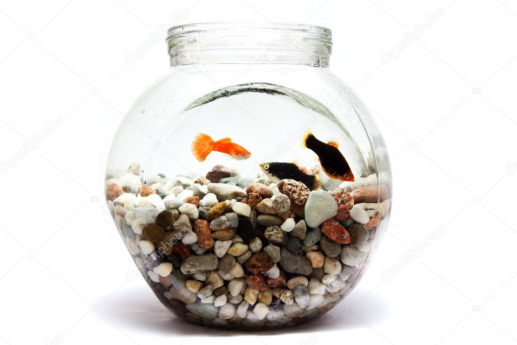 Three fish in the water Stock Photo by ©bedner 5986268