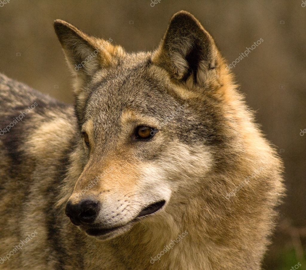 Wolf Head Side Profile