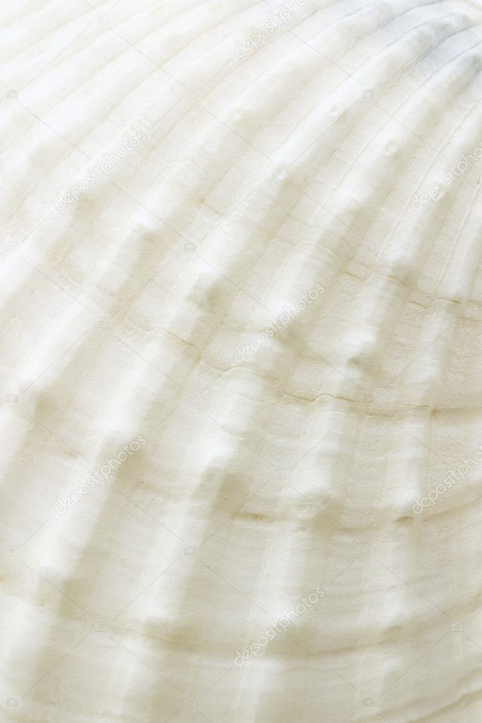 Background of sea shell surface texture Stock Photo by ©design56 6143932