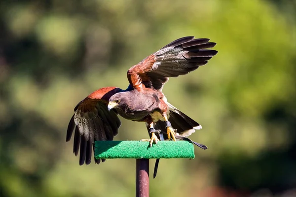 Bush hawk Pictures, Bush hawk Stock Photos & Images | Depositphotos®