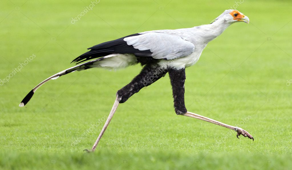 Très rares espèces doiseaux de proie — Photographie DarioStudios © #6363546