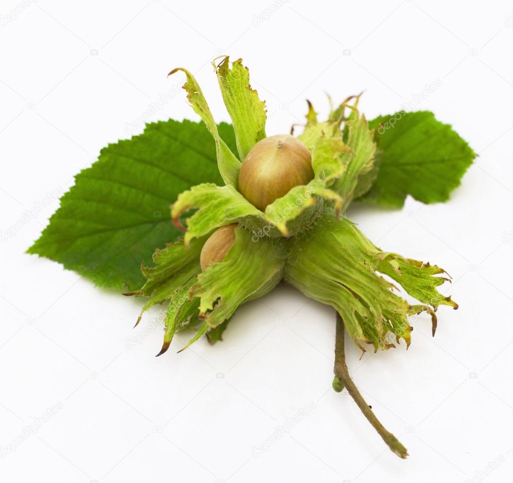 Hazel nut Stock Photo by ©aprilphoto 6571297