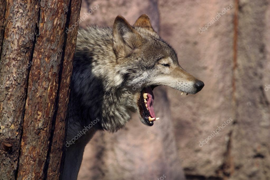 Wolf Yawning