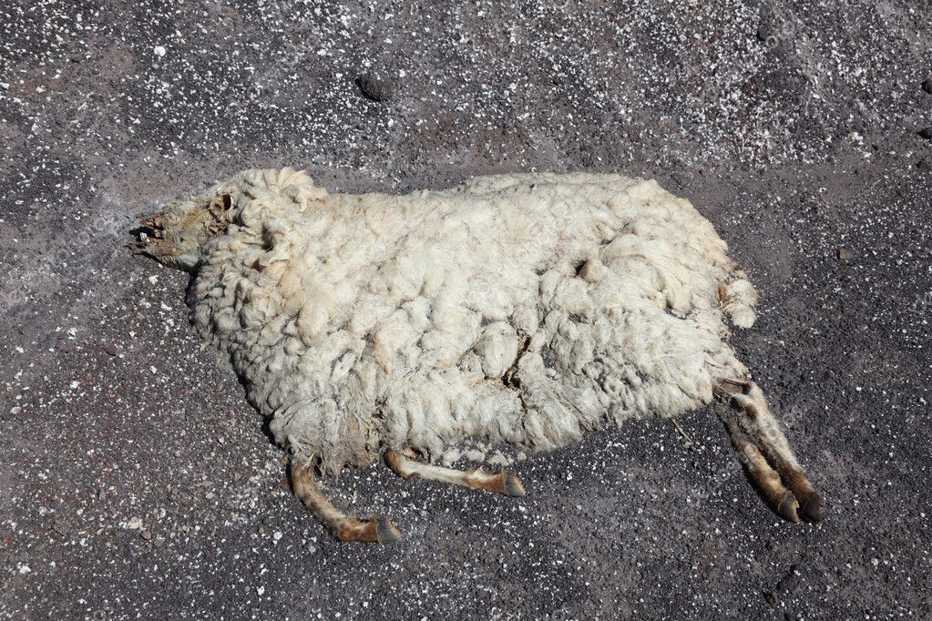 Dead sheep lying on the mountain side — Stock Photo © philipus #6377411