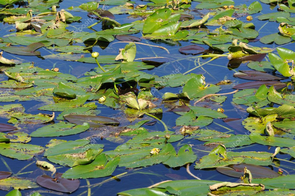 Flora in the Everglades — Stock Photo © philipus #6384575