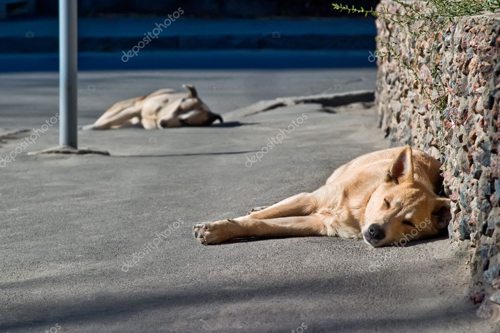 Two sleeping homeless dogs Stock Photo by ©Gladkov 6478639