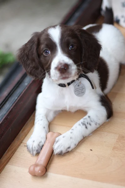 Working English Springer Spaniel puppy Stock Photo by ©chrisga 6882826