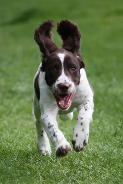 Working English Springer Spaniel Running — Stock Photo © chrisga #6397862