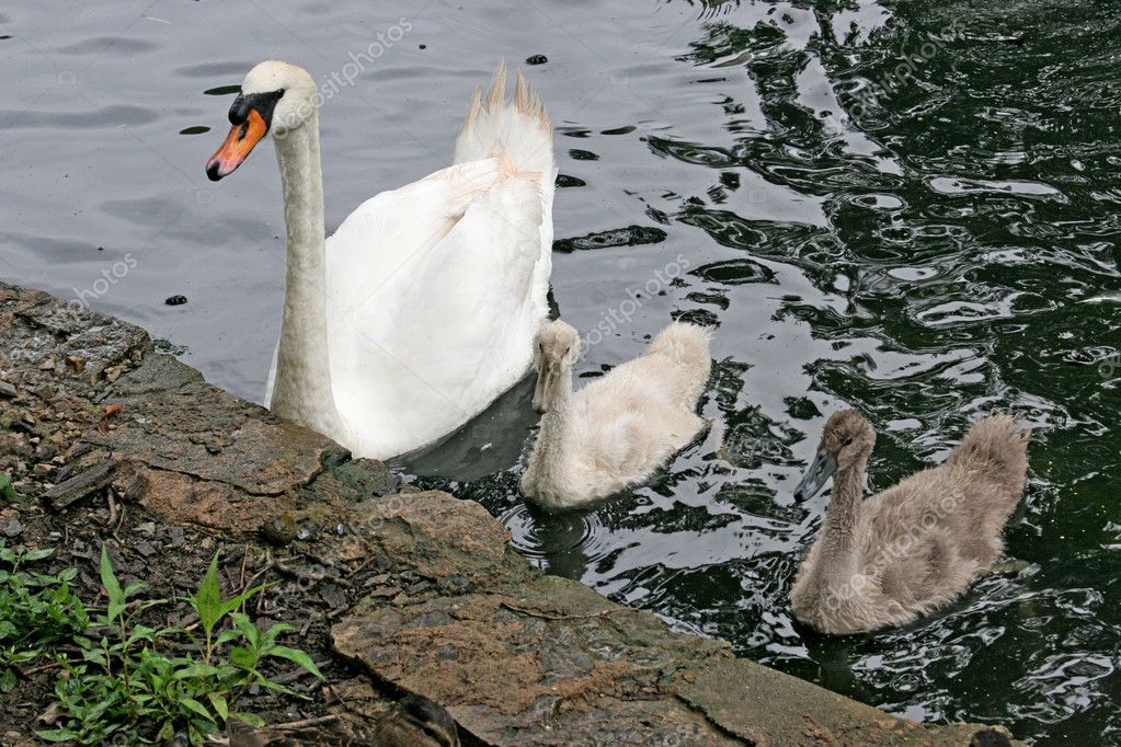 Mother Swan & Babies — Stock Photo © lisafx #6517269