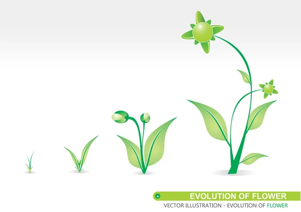 Flower evolution Vector Images | Depositphotos