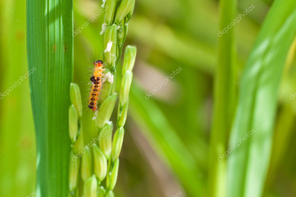 Pest, in Paddy rice — Stock Photo © FrameAngel #6658096