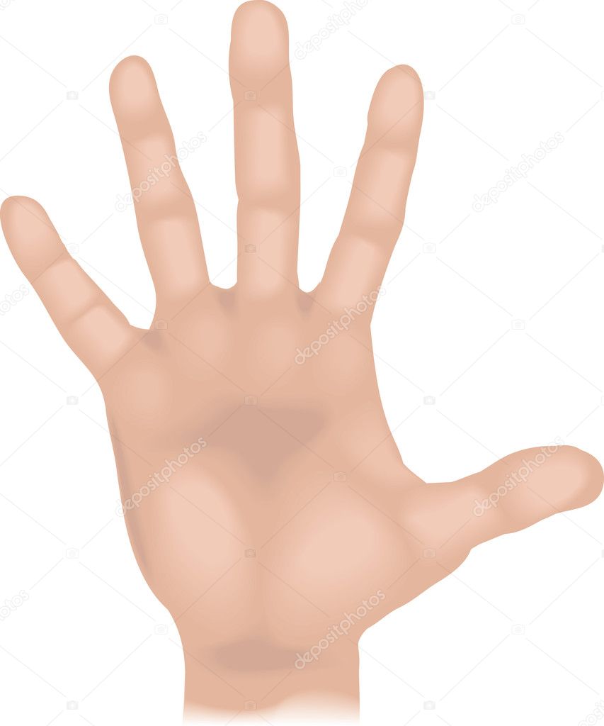 Hand Illustration Stock Vector Image by ©Krisdog #6575759